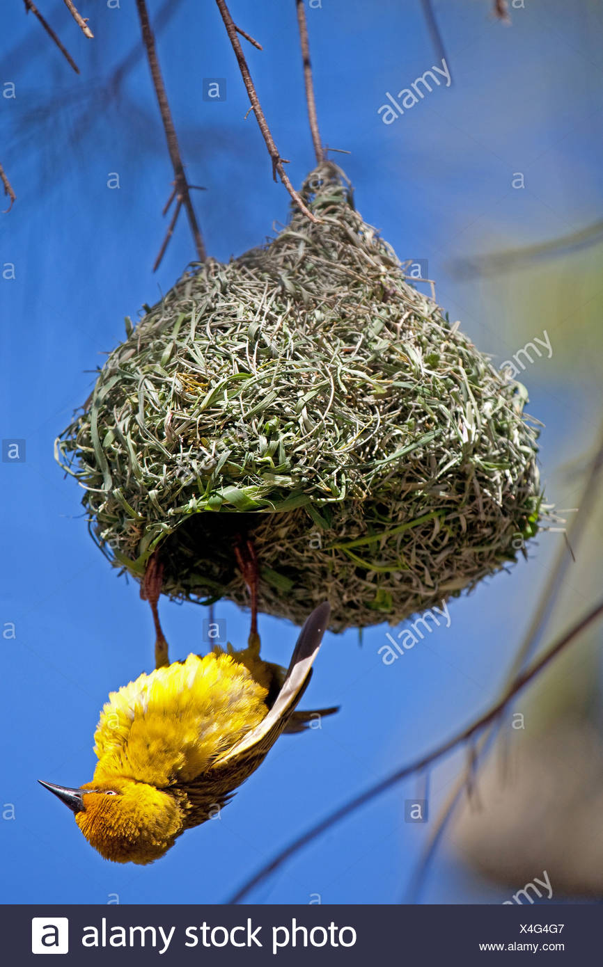 Weaver Bird Nest Africa Stock Photos & Weaver Bird Nest Africa Stock ...