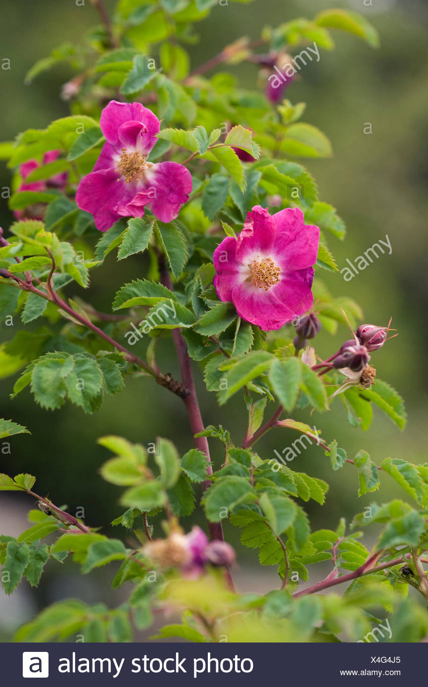 Native Rose High Resolution Stock Photography and Images - Alamy