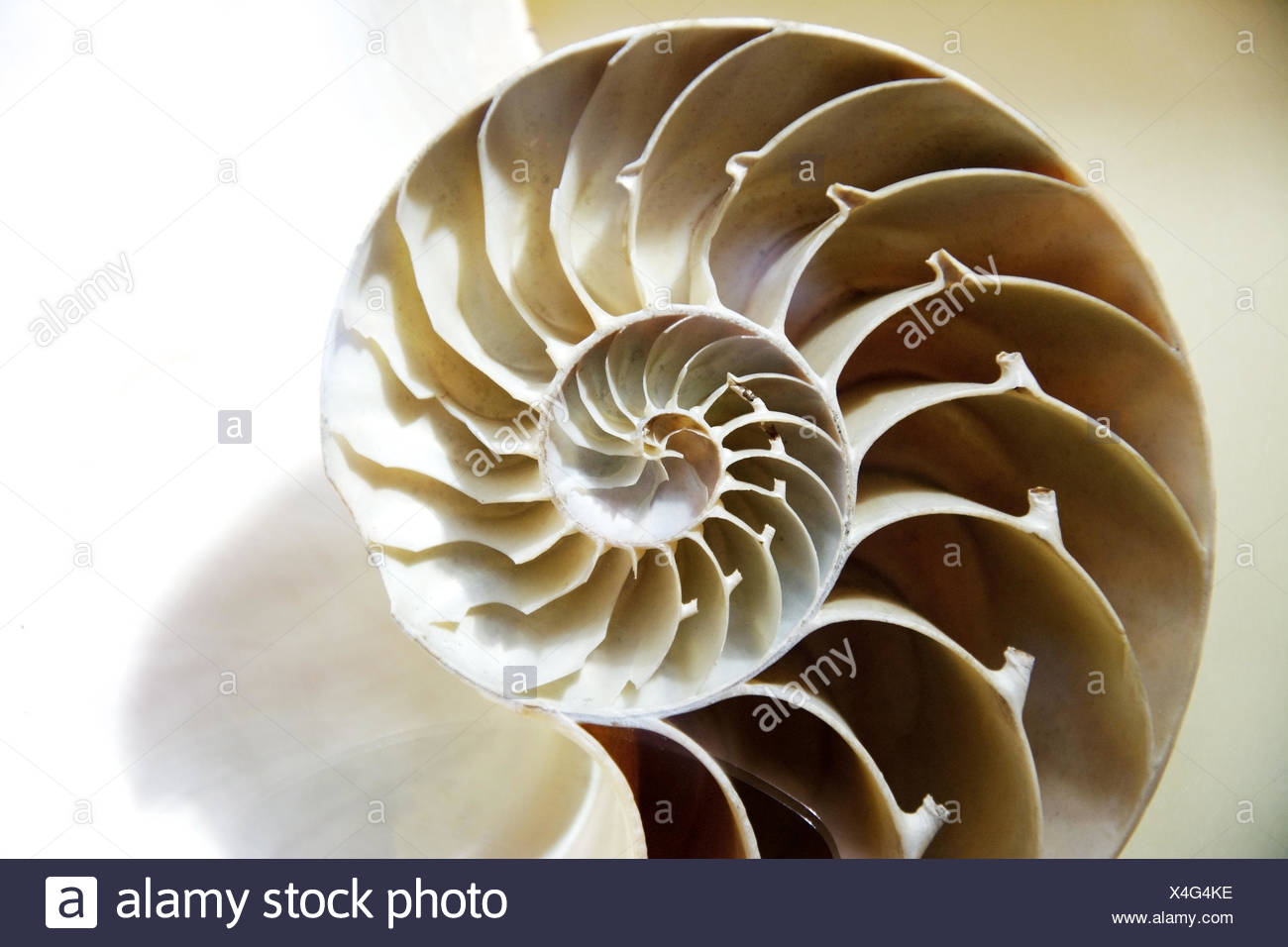 Seashell Open High Resolution Stock Photography and Images - Alamy