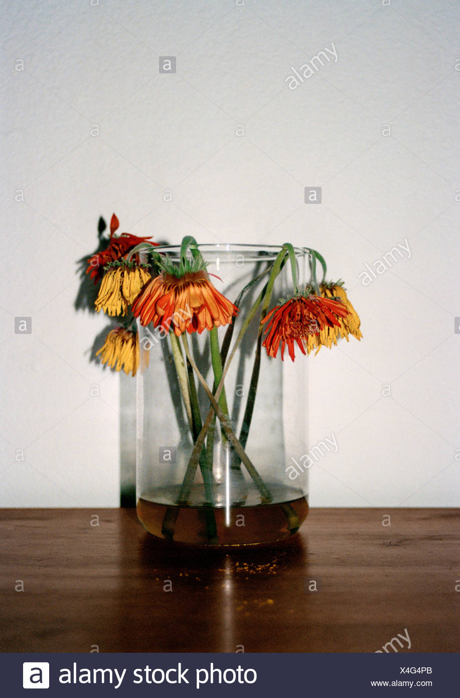 Wilting Plant High Resolution Stock Photography and Images - Alamy