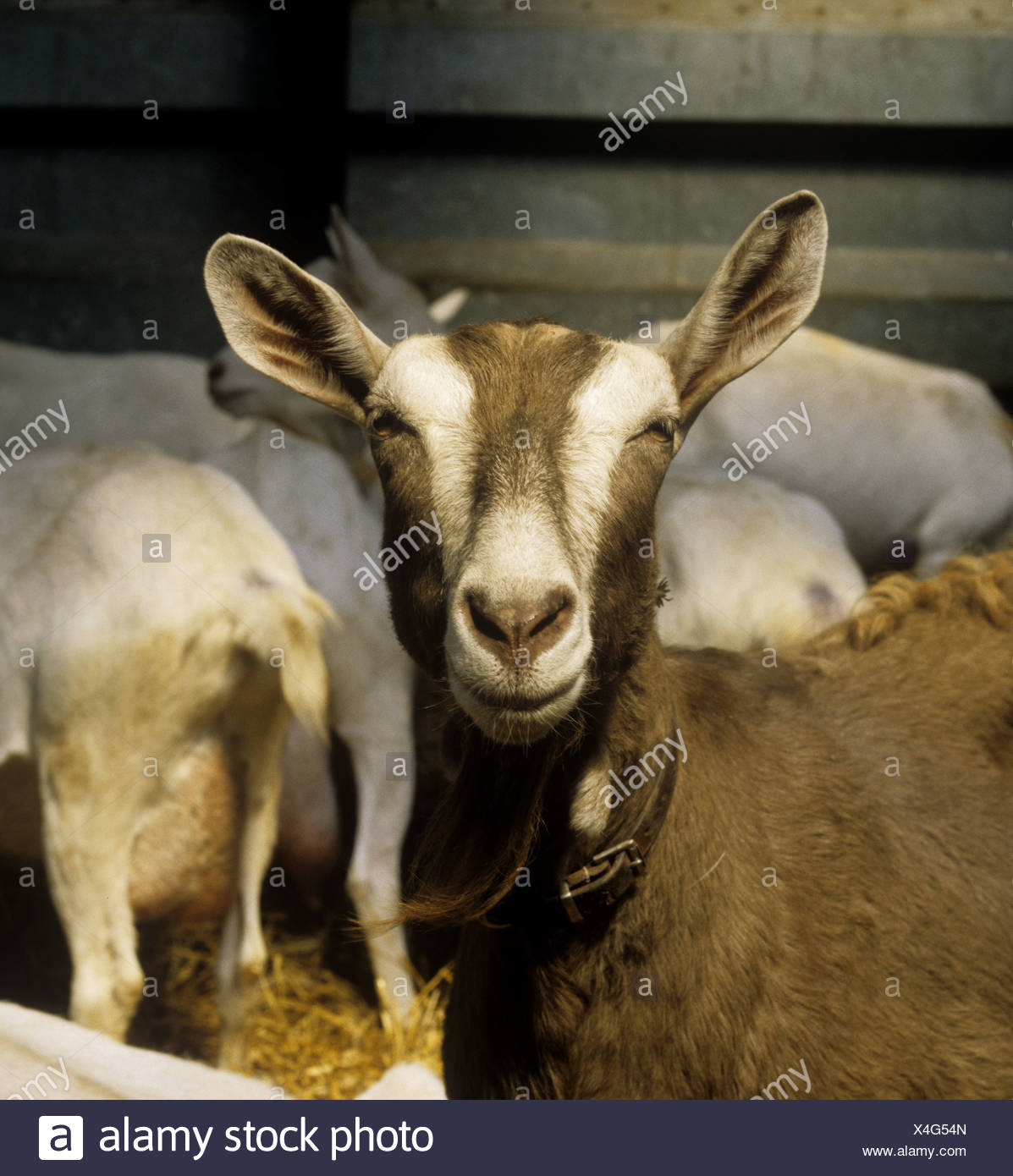 Milking Goat High Resolution Stock Photography and Images - Alamy
