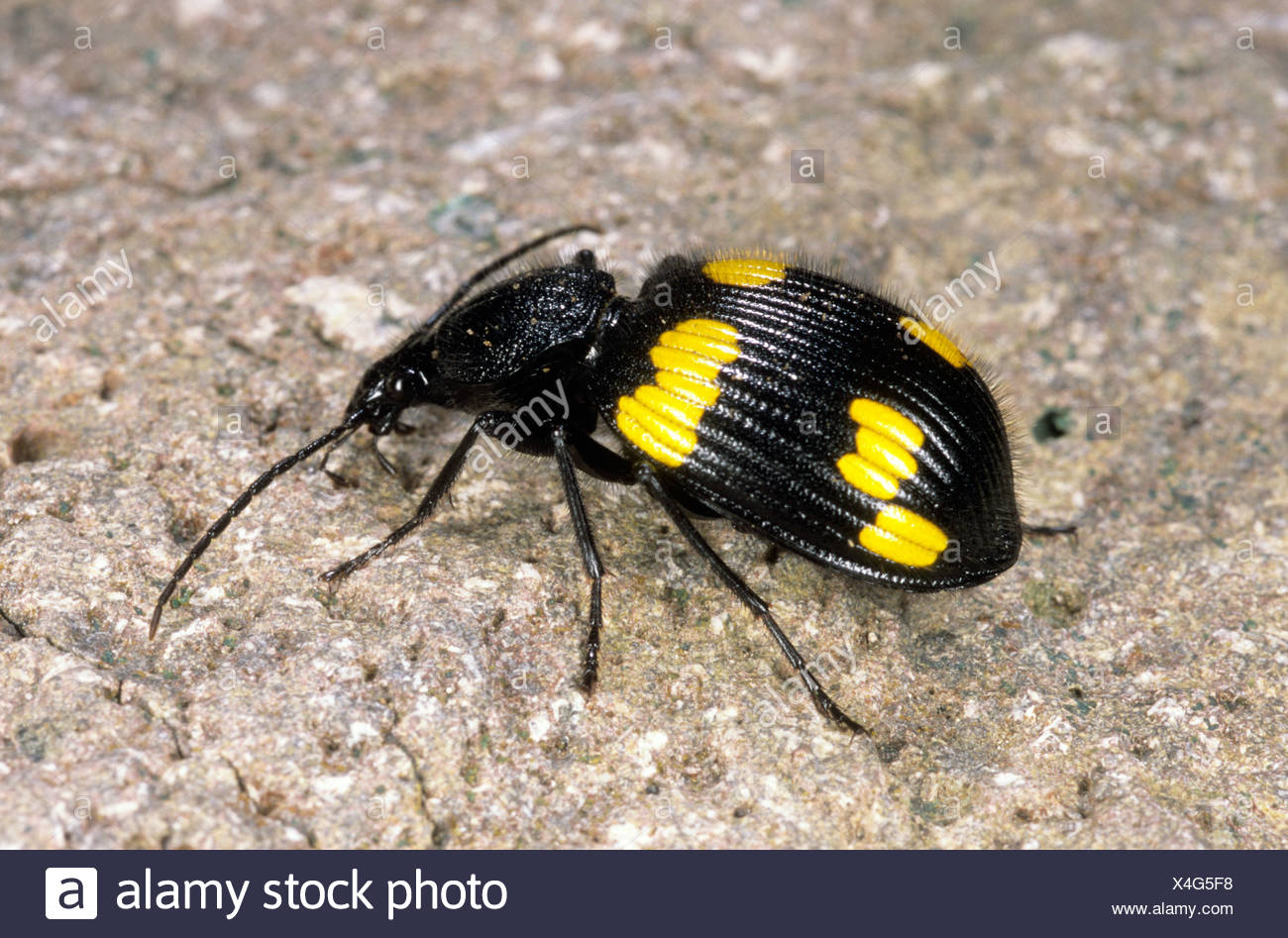 A Carabid Beetle Stock Photos & A Carabid Beetle Stock Images - Alamy