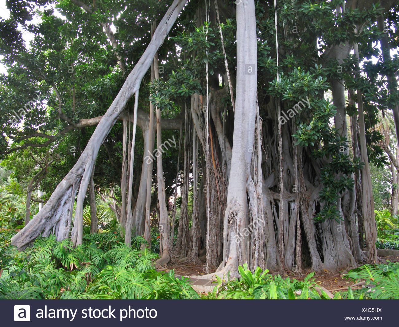Lord Howe High Resolution Stock Photography and Images - Alamy