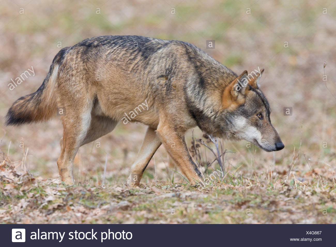 Italian Wolf Canis Lupus Italicus High Resolution Stock Photography and ...