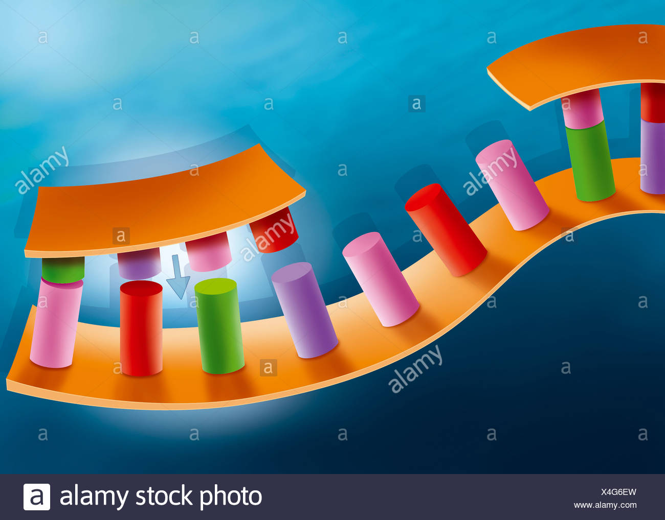 Dna Replication Stock Photos & Dna Replication Stock Images - Alamy Dna Replication Stock Photos & Dna Replication Stock Images - Alamy
