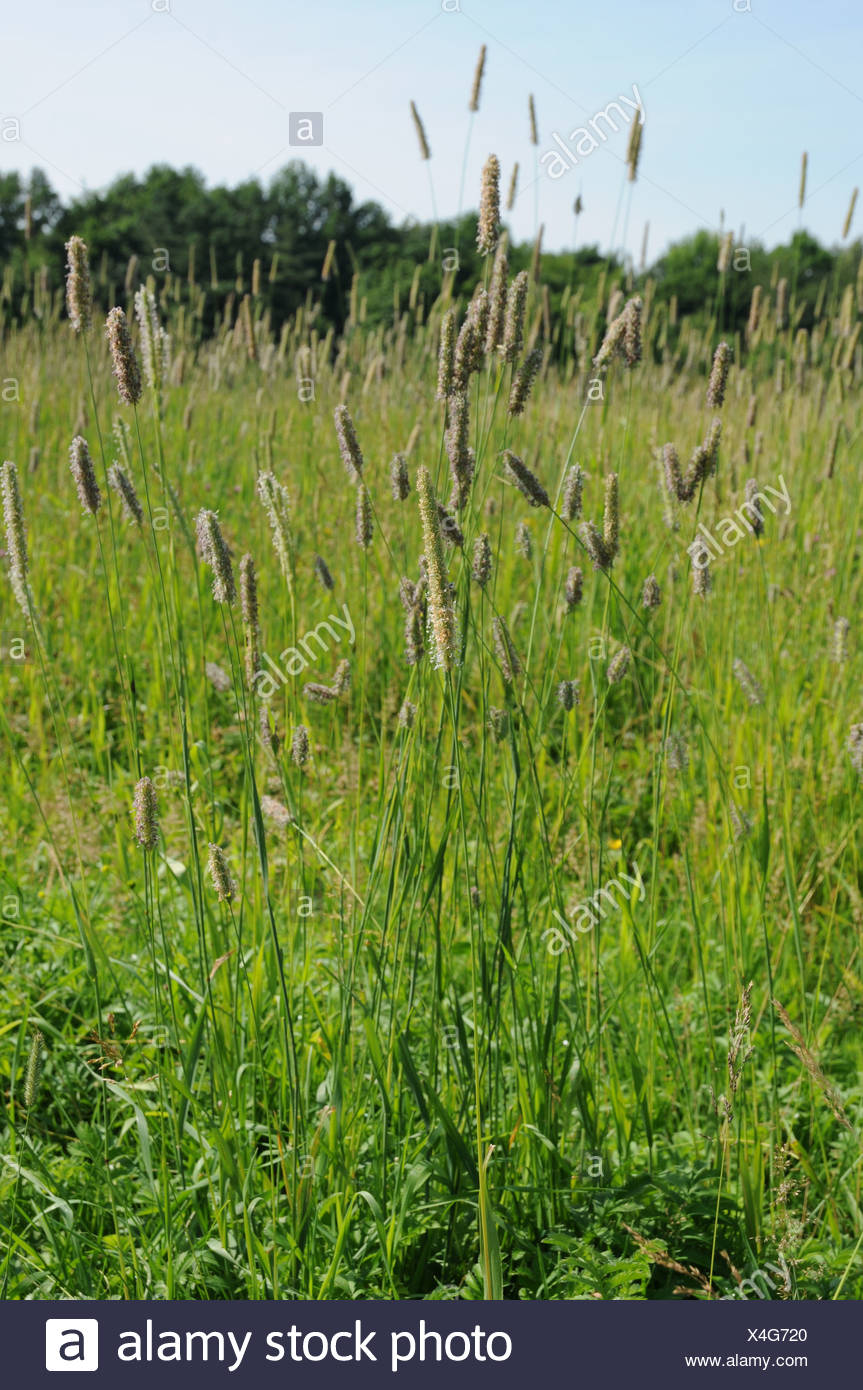Wiesen Lieschgras Wiesenlieschgras Phleum Stock Photos & Wiesen ...