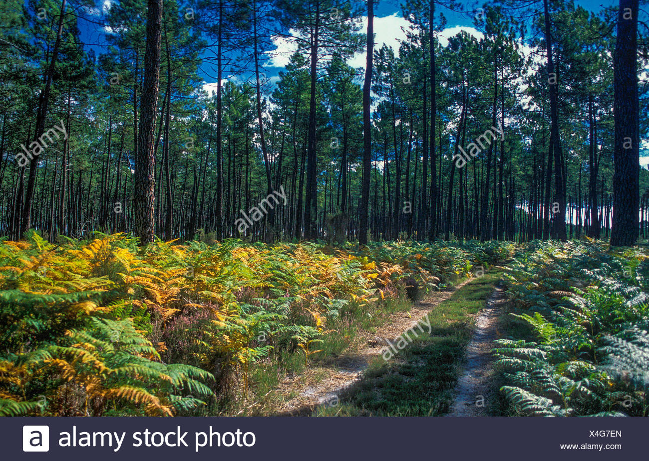 Landes De Gascogne Regional Natural Park High Resolution Stock ...