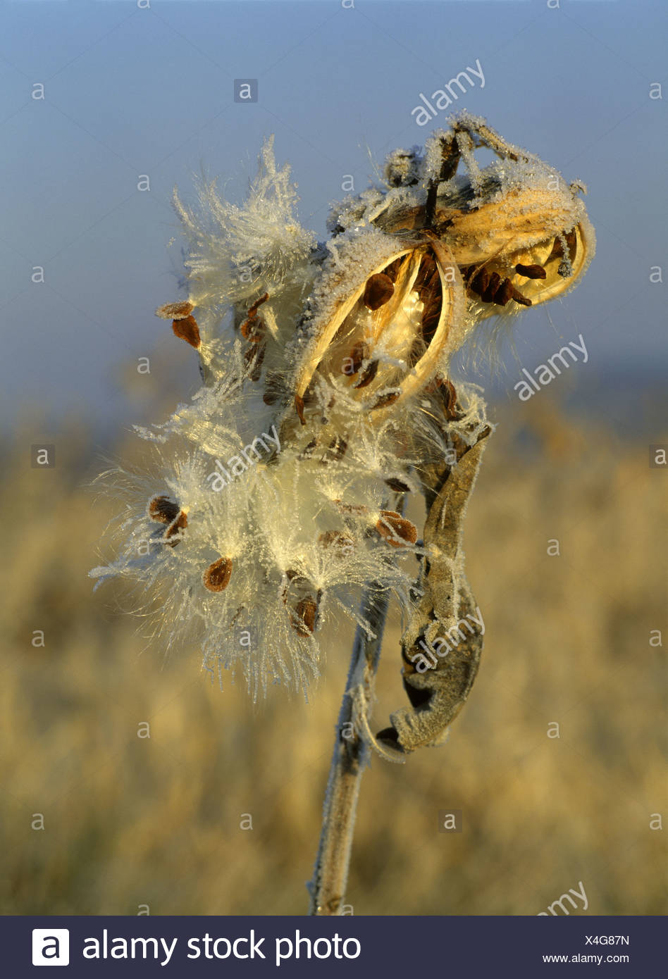 Seed Dispersal High Resolution Stock Photography and Images - Alamy