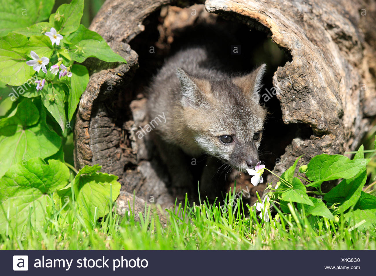 Grey Fox Cub High Resolution Stock Photography and Images - Alamy