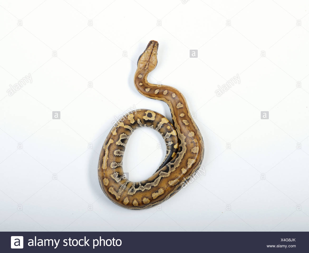 Python Image High Resolution Stock Photography and Images - Alamy