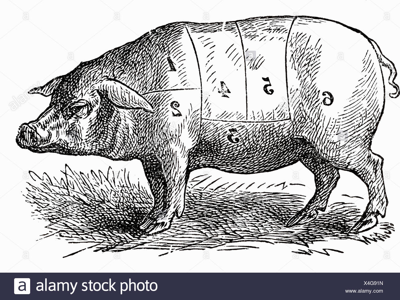 Pig Illustration High Resolution Stock Photography and Images - Alamy