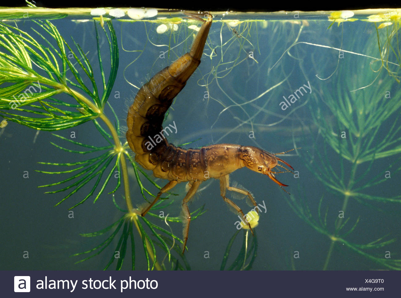 Great Water Diving Beetle High Resolution Stock Photography and Images ...