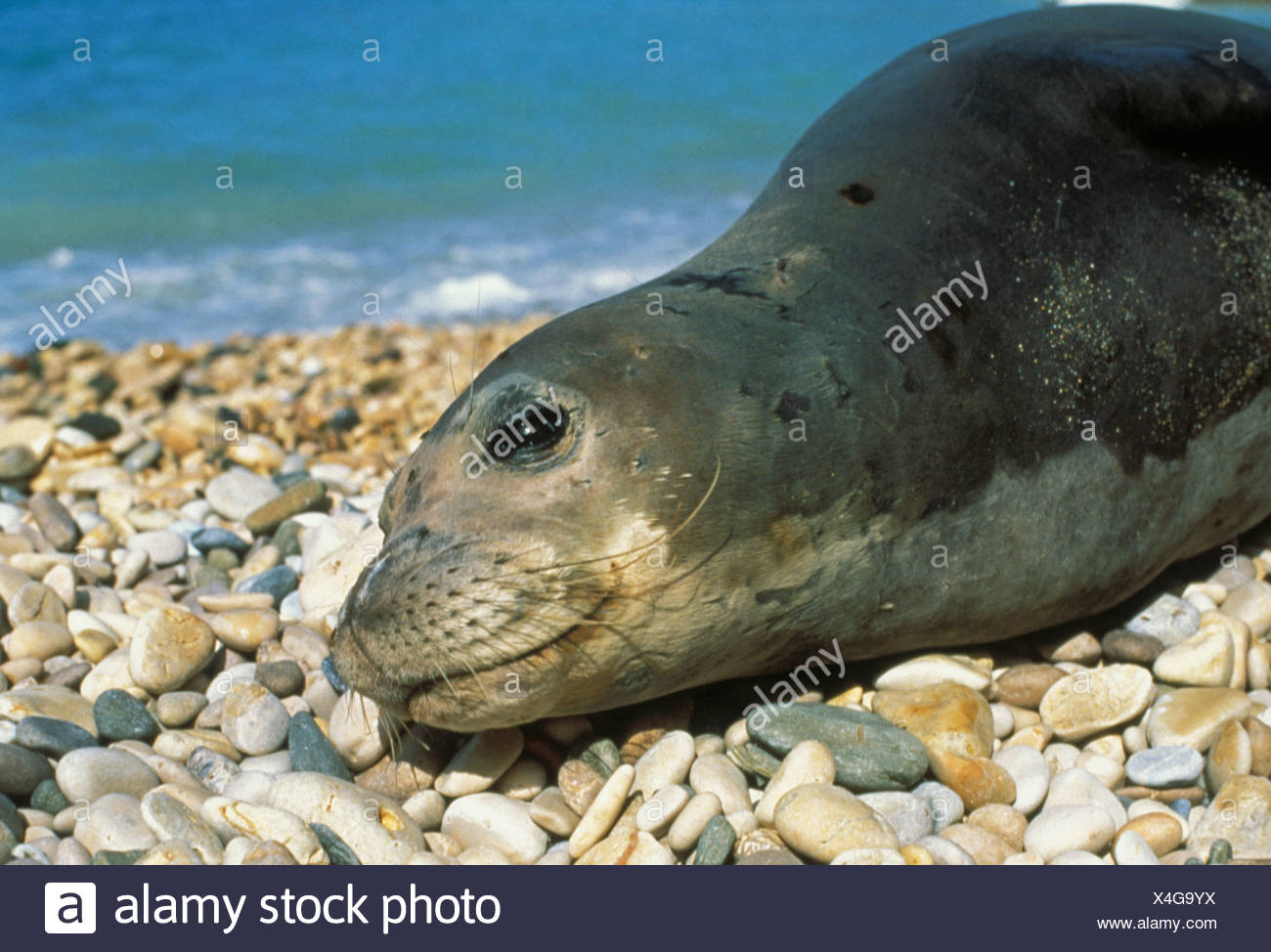 Mediterranean Monk Seal Stock Photos & Mediterranean Monk Seal Stock Images - Alamy