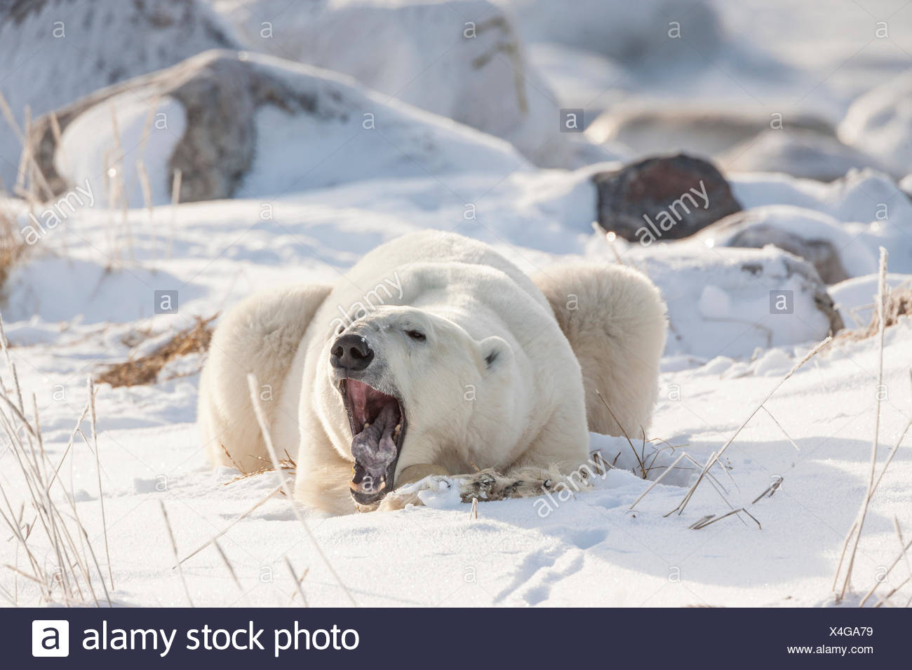 Yawn Bear High Resolution Stock Photography and Images - Alamy