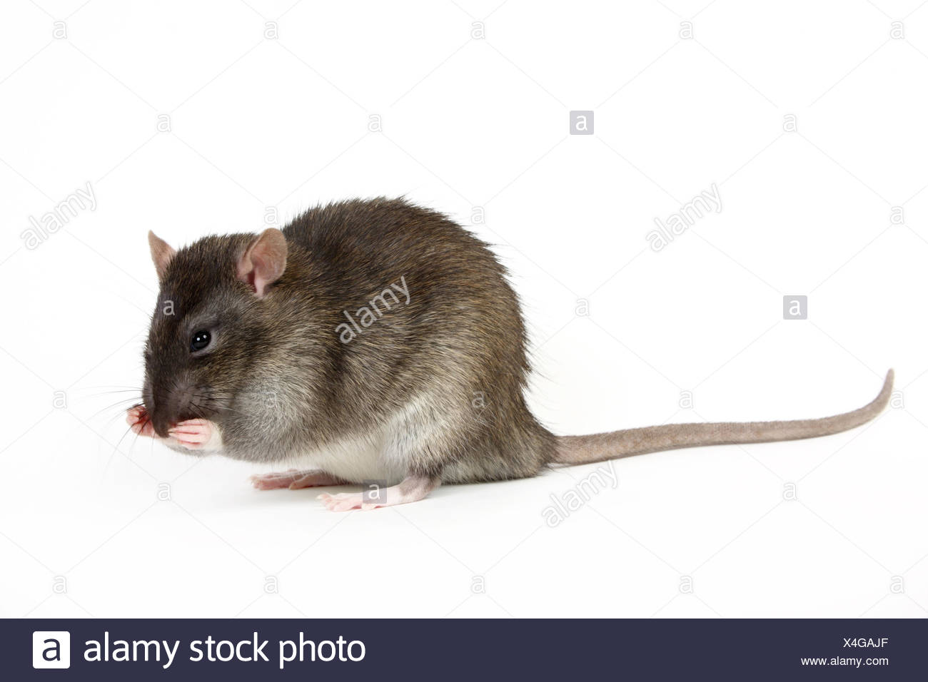 Tail Rats Stock Photos & Tail Rats Stock Images - Alamy