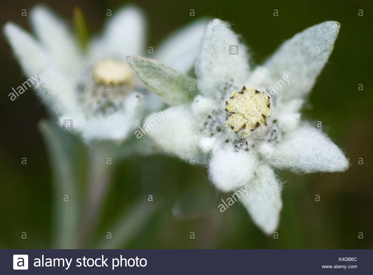 Edelweiss Stock Photos & Edelweiss Stock Images - Alamy
