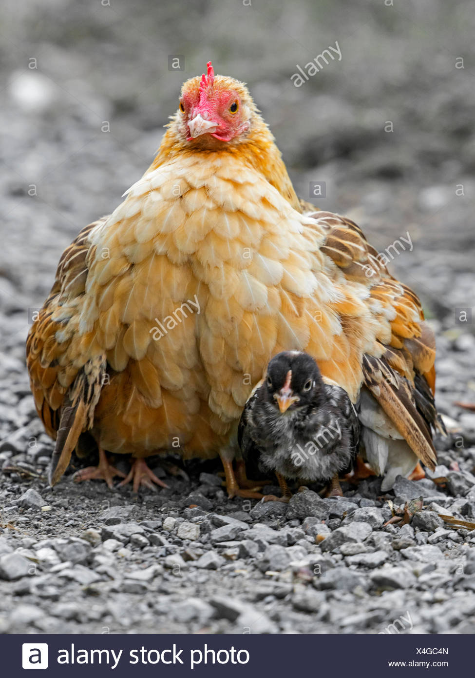 Mother Hen And Chicks High Resolution Stock Photography and Images - Alamy