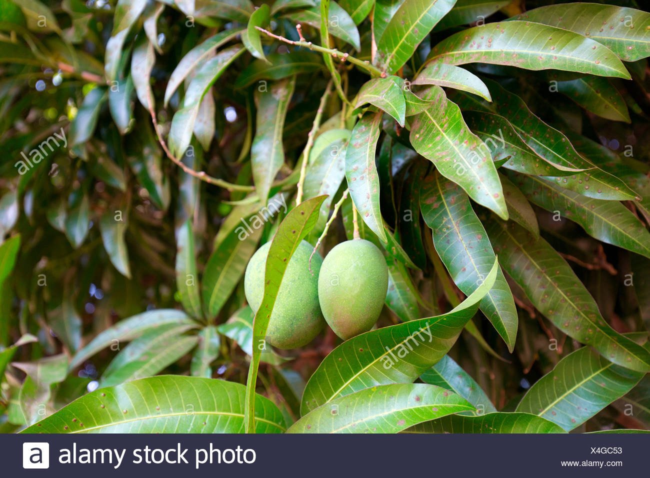 Malawian Food High Resolution Stock Photography and Images - Alamy