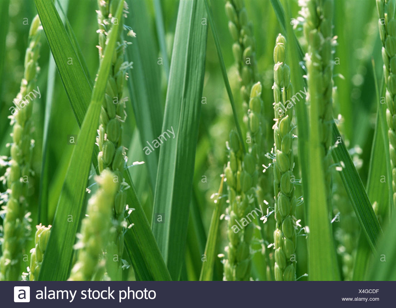 The Rice Plant High Resolution Stock Photography and Images - Alamy