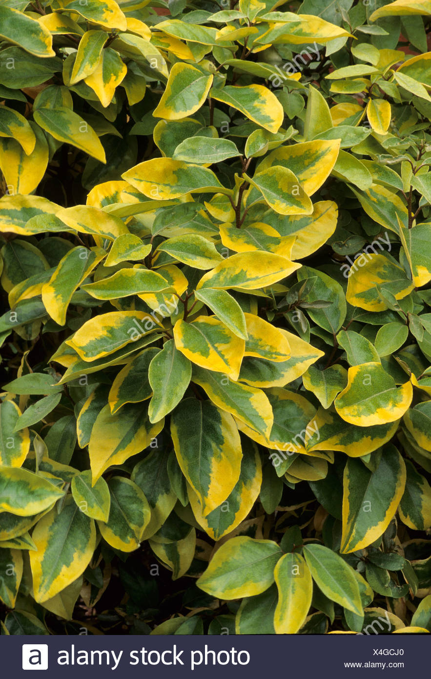 Eleagnus Garden High Resolution Stock Photography and Images - Alamy