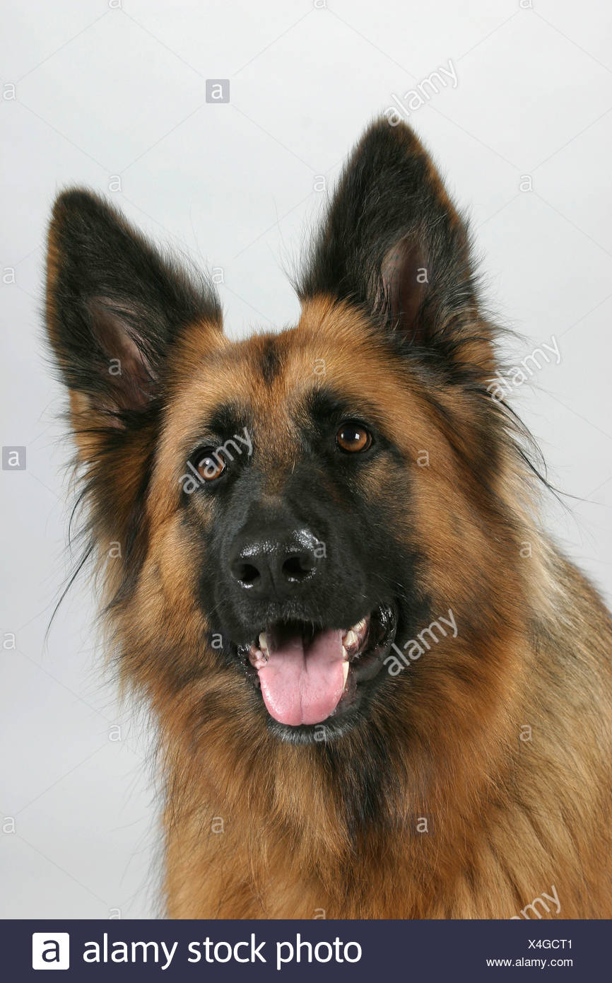 Alsatian Dog German Shepherd Stock Photos & Alsatian Dog German ...