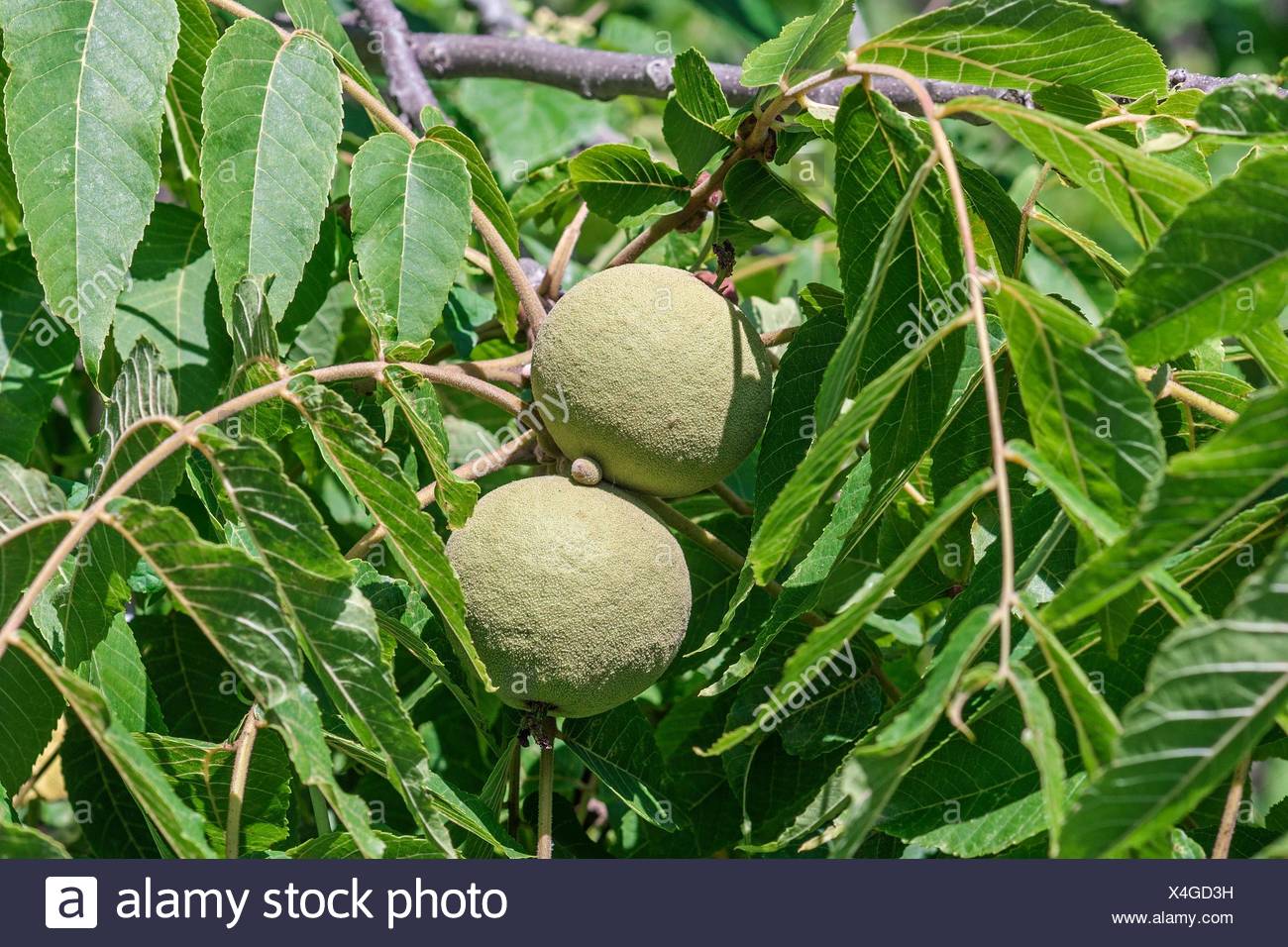 Black Walnut Juglans Nigra Fruit High Resolution Stock Photography and ...