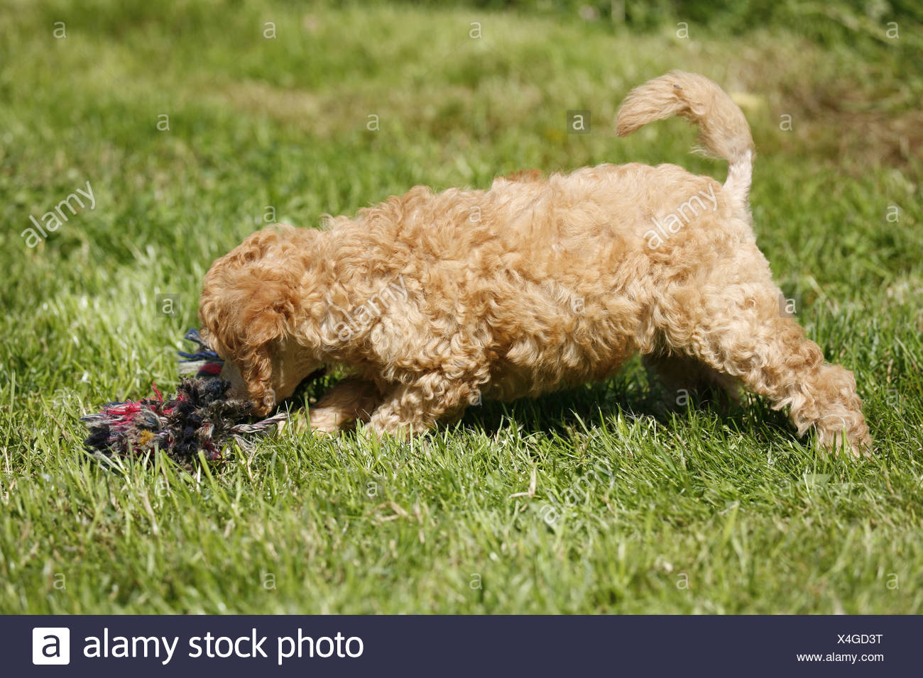 Pudel Toy High Resolution Stock Photography and Images - Alamy