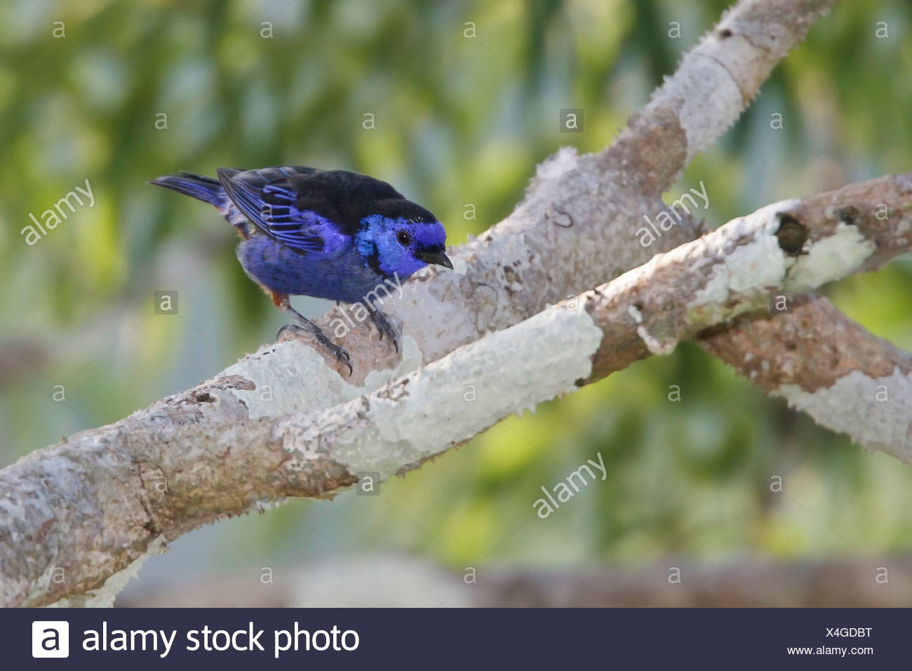 Opal Rumped Tanager Tangara Velia High Resolution Stock Photography and ...