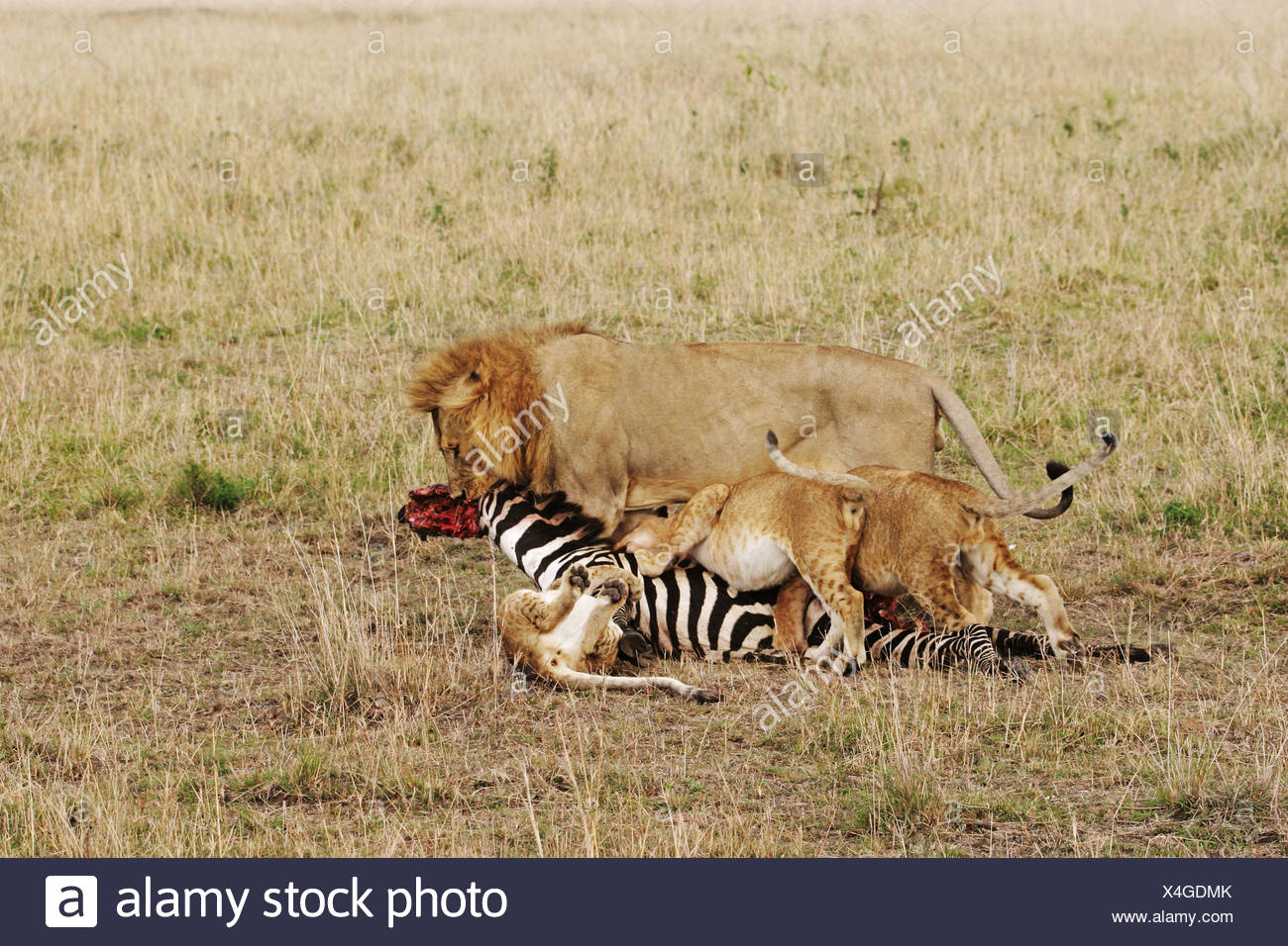 Dead Lion Cub Stock Photos & Dead Lion Cub Stock Images - Alamy