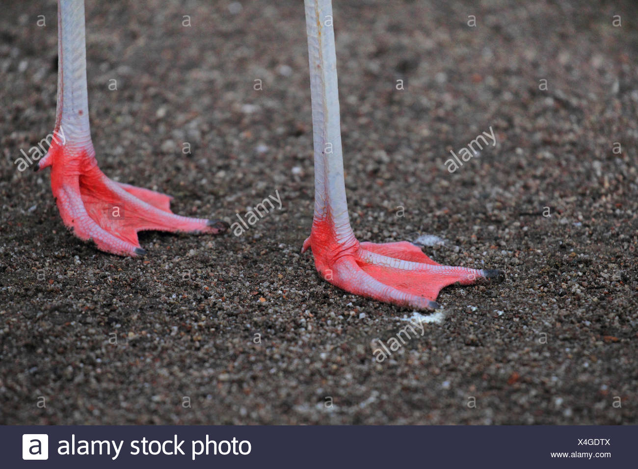 Flamingo Feet High Resolution Stock Photography and Images - Alamy