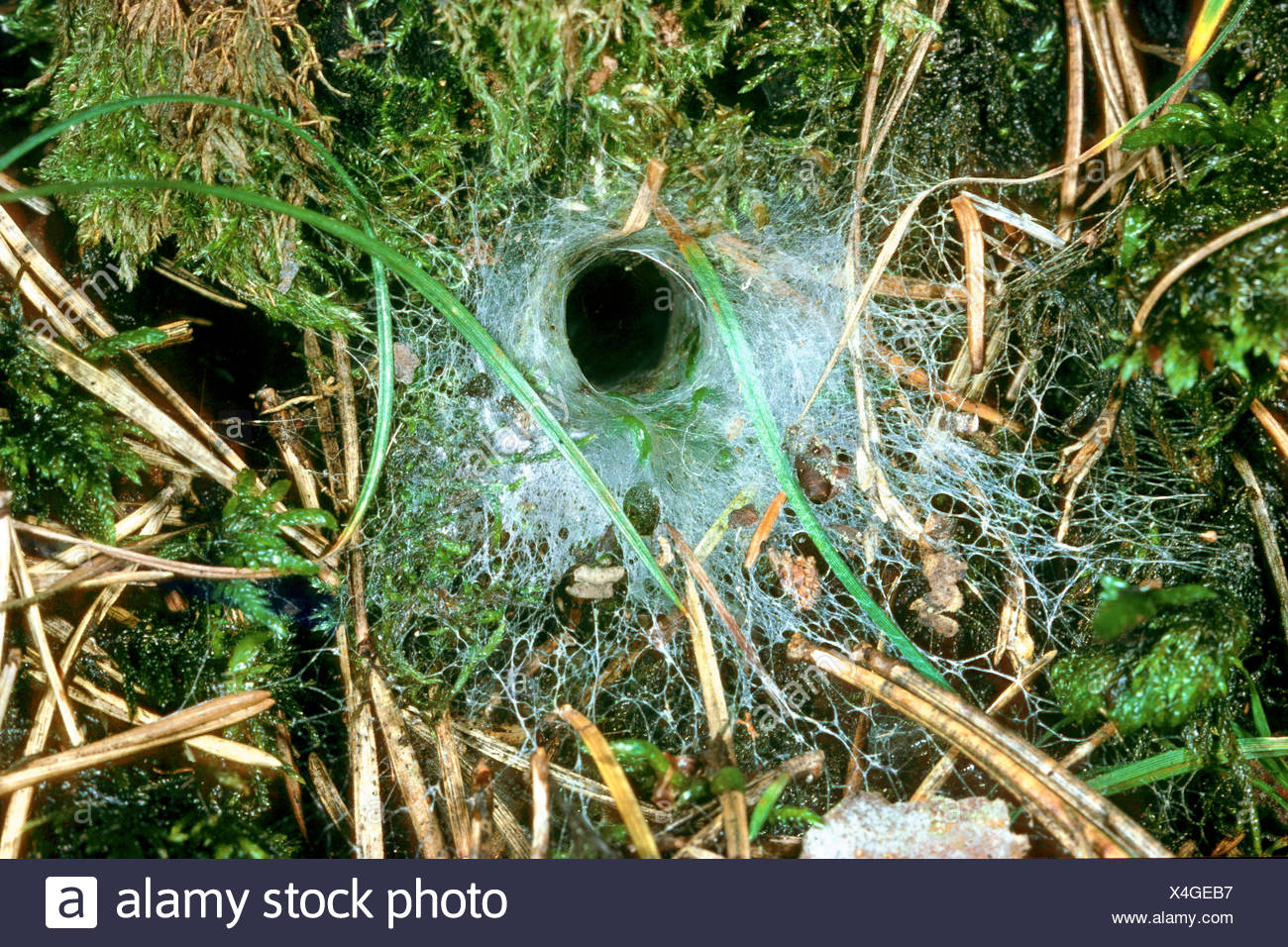 Trichternetz Spinnen High Resolution Stock Photography and Images - Alamy