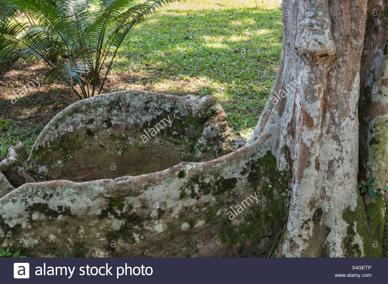 Brazilwood Tree High Resolution Stock Photography and Images - Alamy