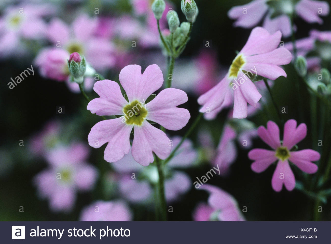 Primula Malacoides High Resolution Stock Photography and Images - Alamy