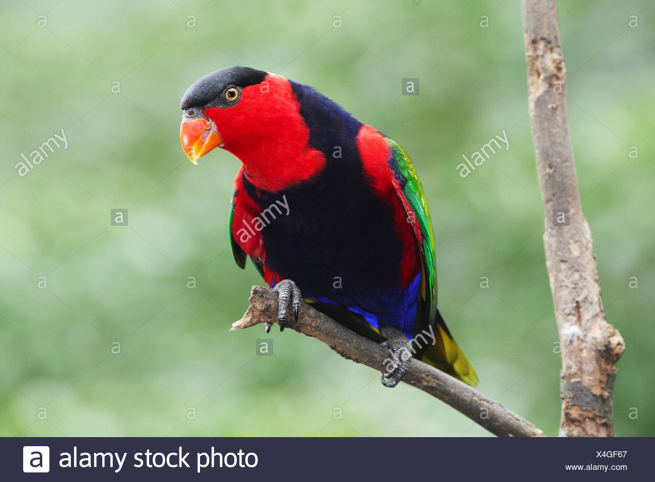 Loriidae Stock Photos & Loriidae Stock Images - Alamy