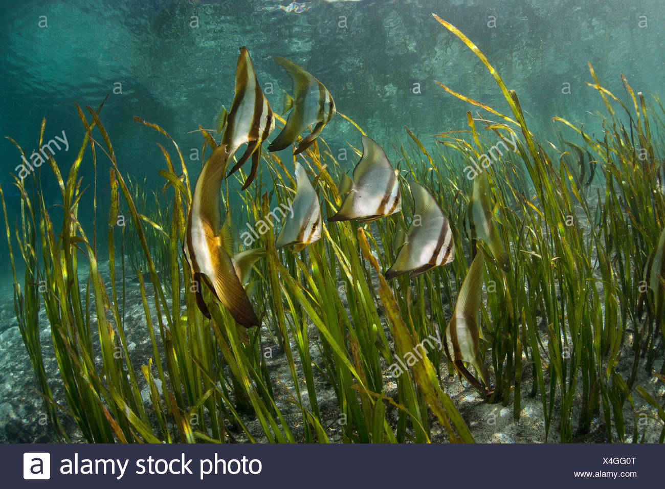 Juvenile Batfishes High Resolution Stock Photography and Images - Alamy