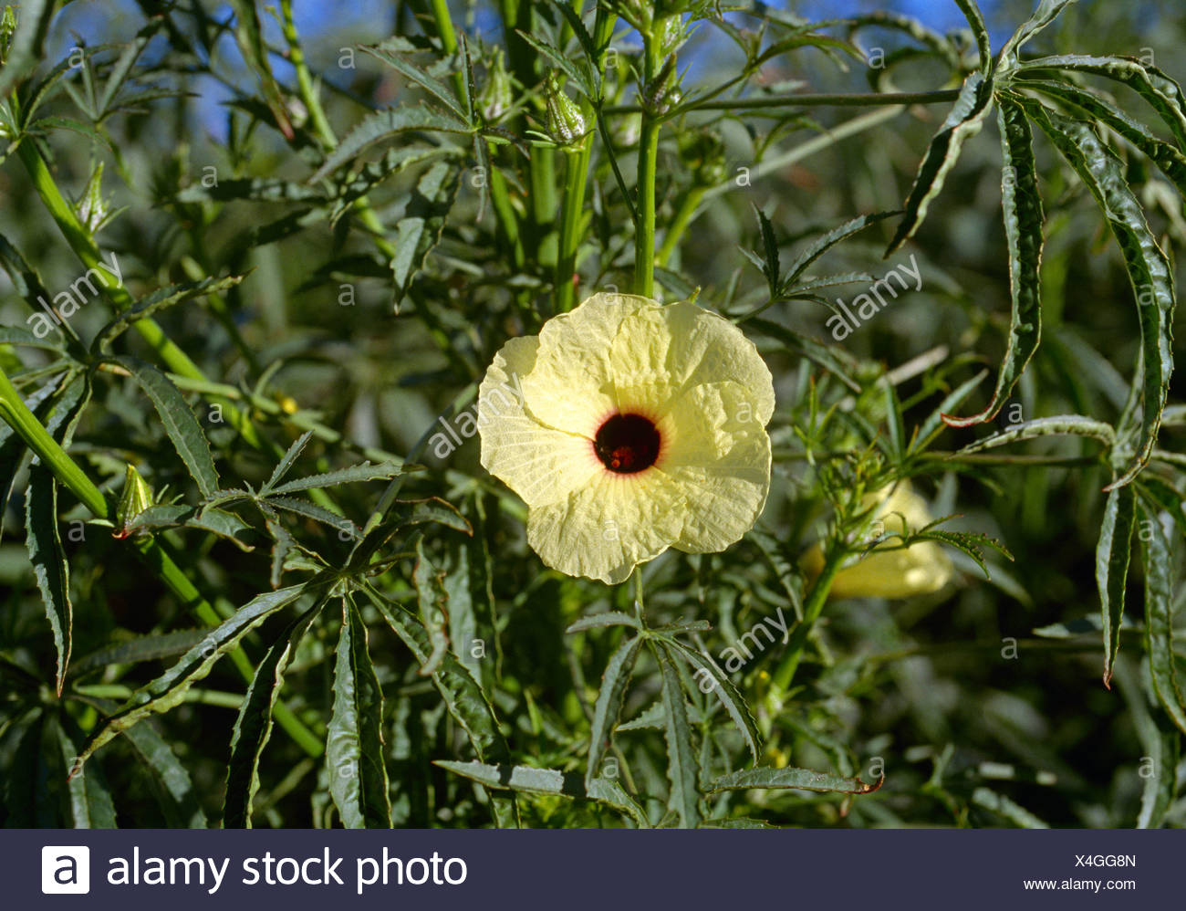 Kenaf Flower High Resolution Stock Photography and Images - Alamy