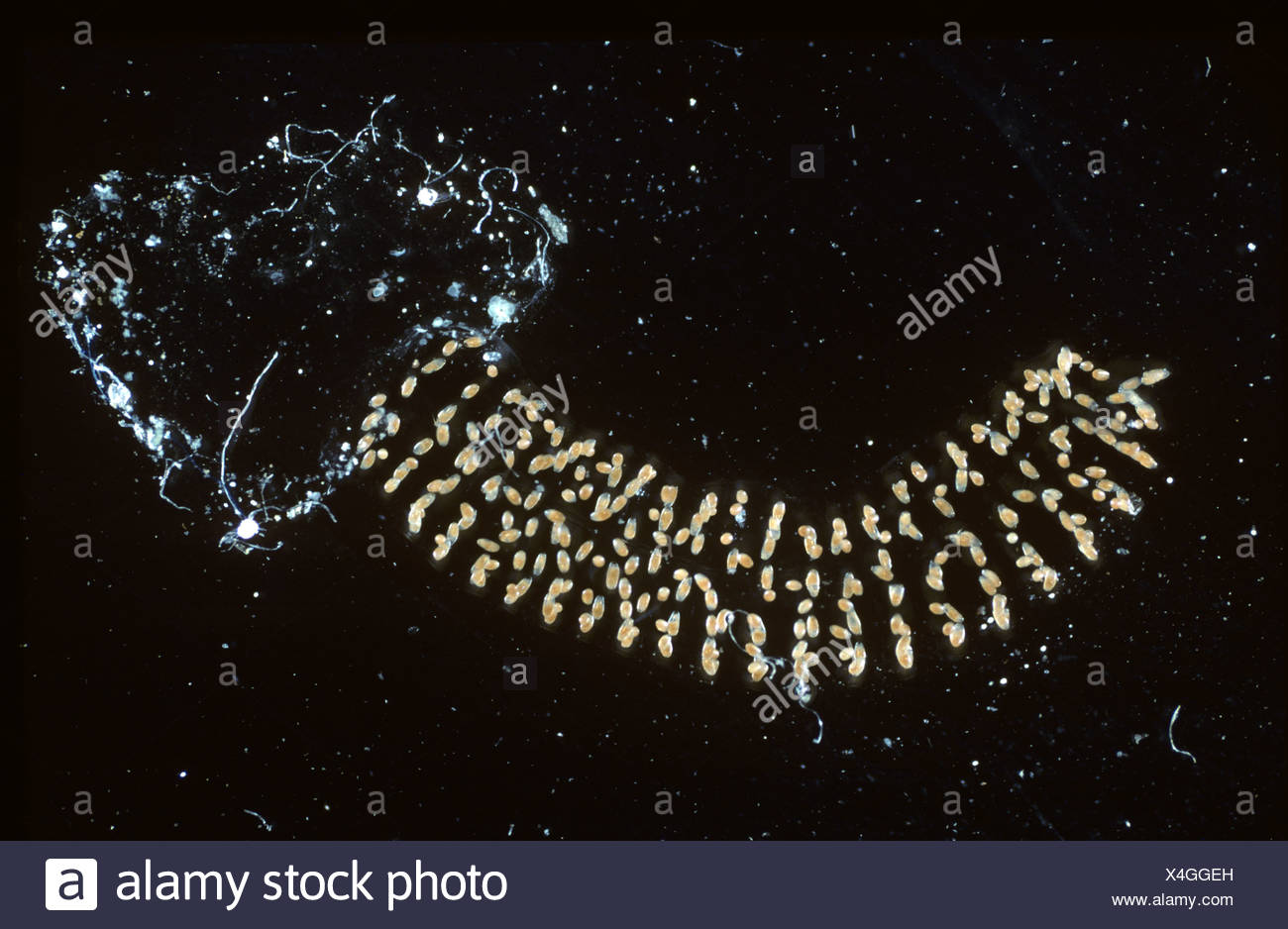 Chironomus High Resolution Stock Photography and Images - Alamy