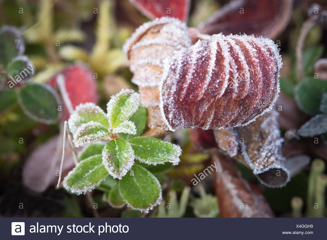 Low Bush Cranberry High Resolution Stock Photography and Images - Alamy