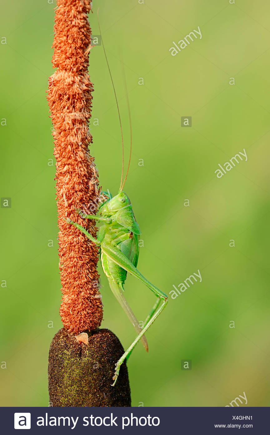 Full Length Cricket Development High Resolution Stock Photography and ...