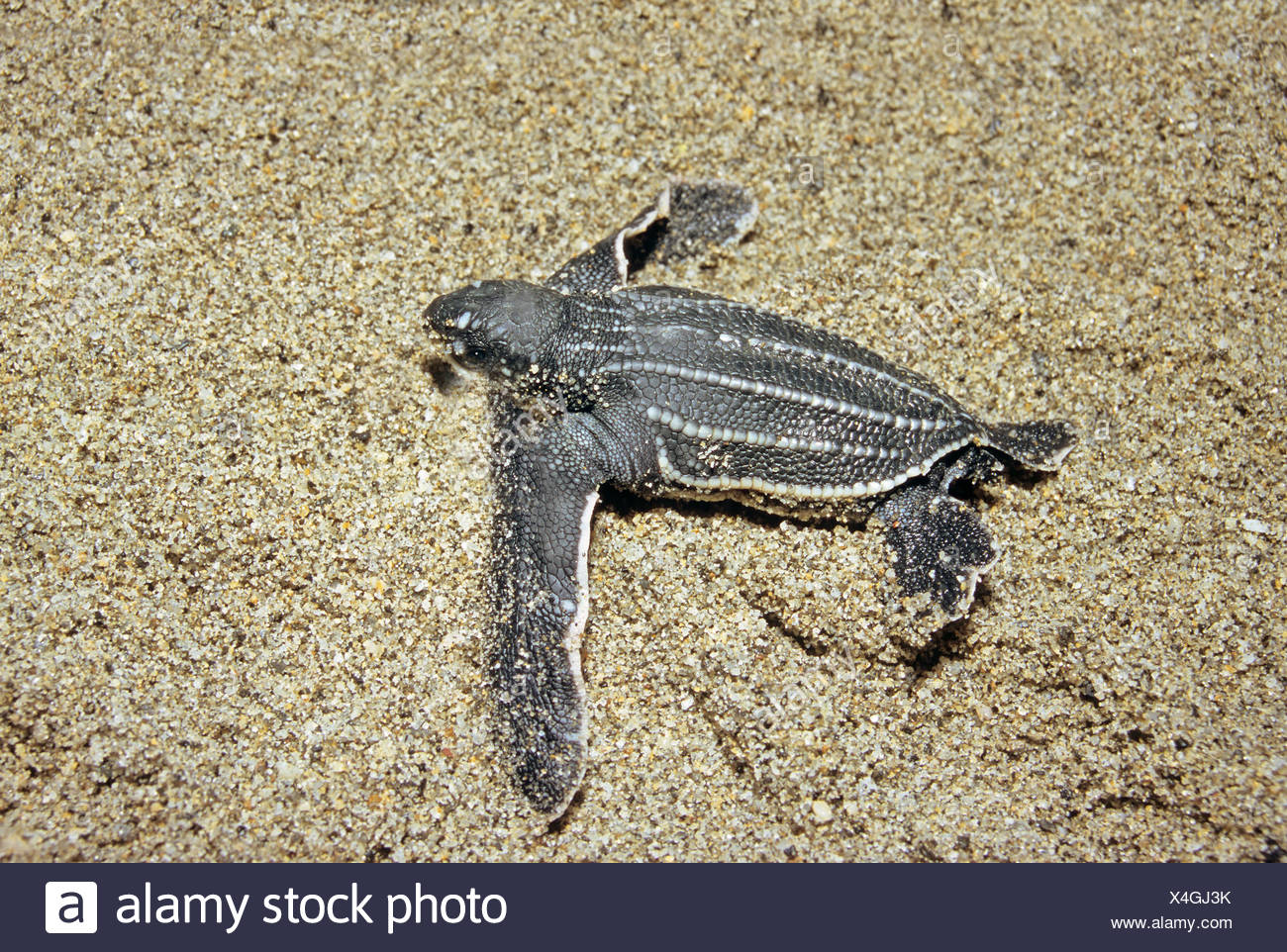 Leatherback Sea Turtle Hatchlings High Resolution Stock Photography and ...