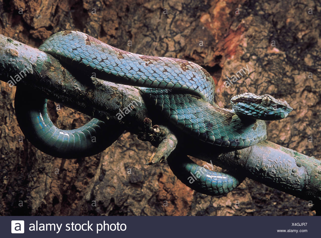 Malabar Pit Viper Stock Photos & Malabar Pit Viper Stock Images - Alamy