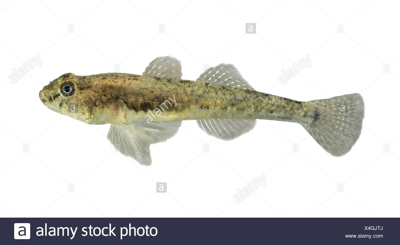 Microps High Resolution Stock Photography and Images - Alamy