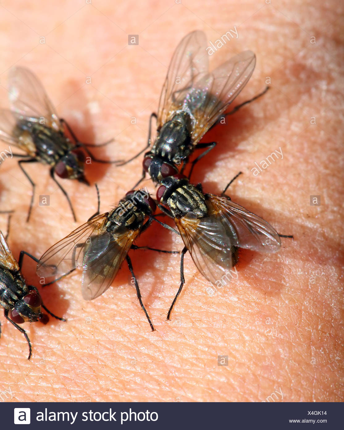 House Flies Closeup High Resolution Stock Photography and Images - Alamy
