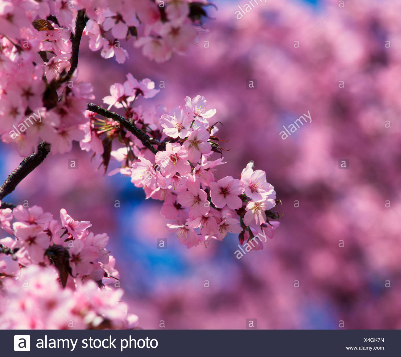 Japanische Zierkirsche Stock Photos & Japanische Zierkirsche Stock ...