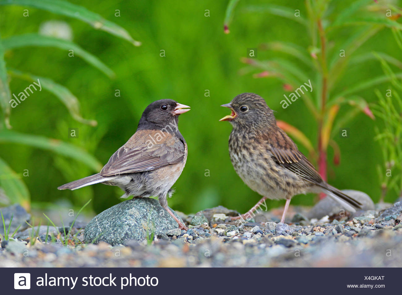 Juvenile Junco High Resolution Stock Photography and Images - Alamy