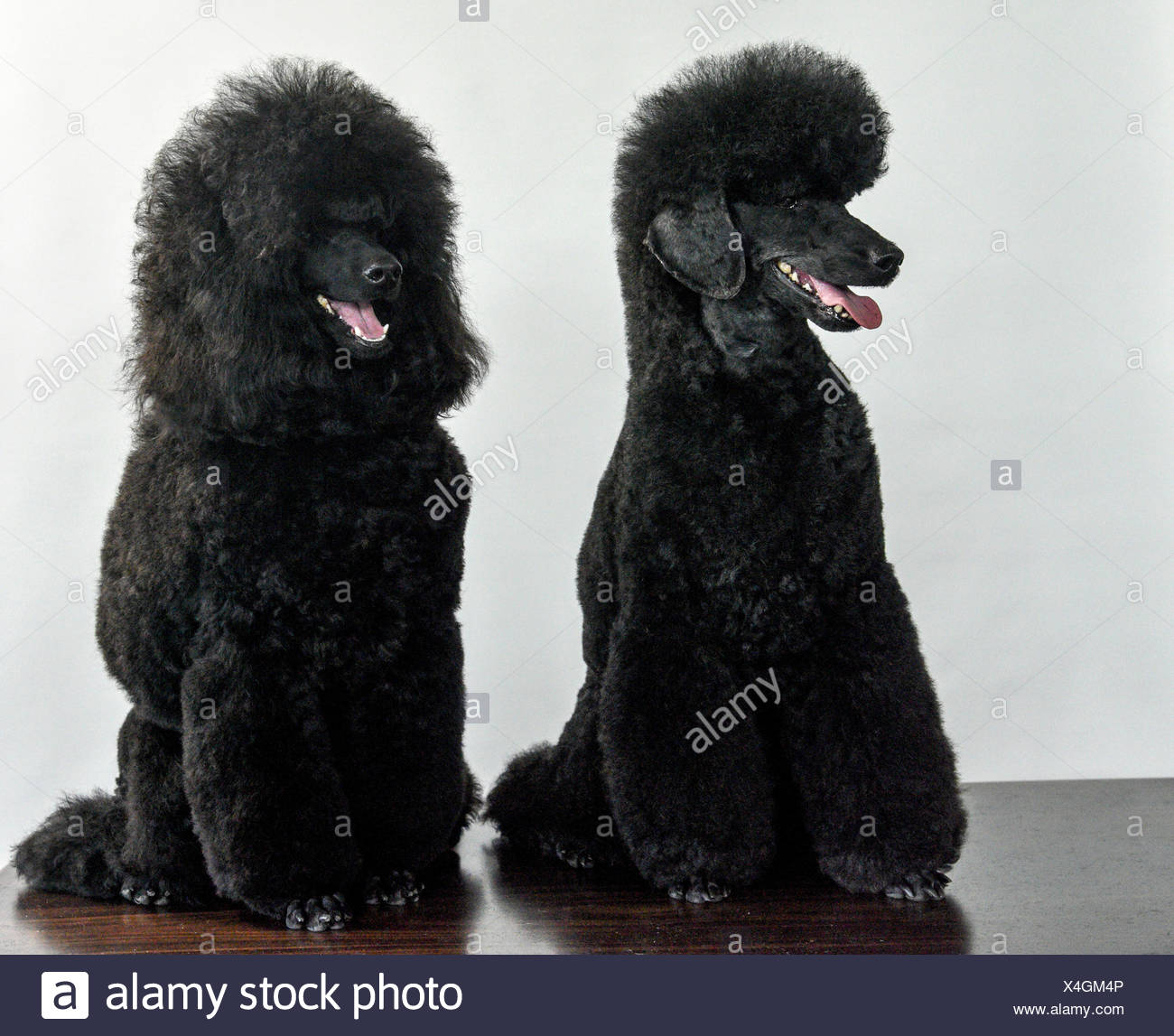 Black Standard Poodle Stock Photos & Black Standard Poodle Stock Images ...