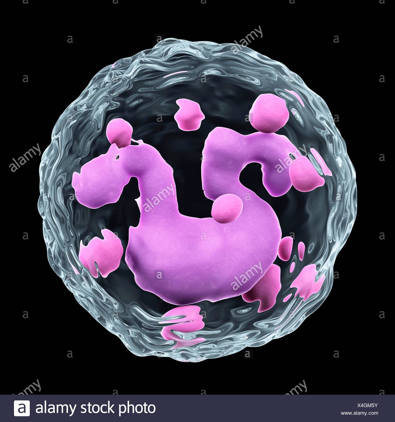 Basophil High Resolution Stock Photography and Images - Alamy