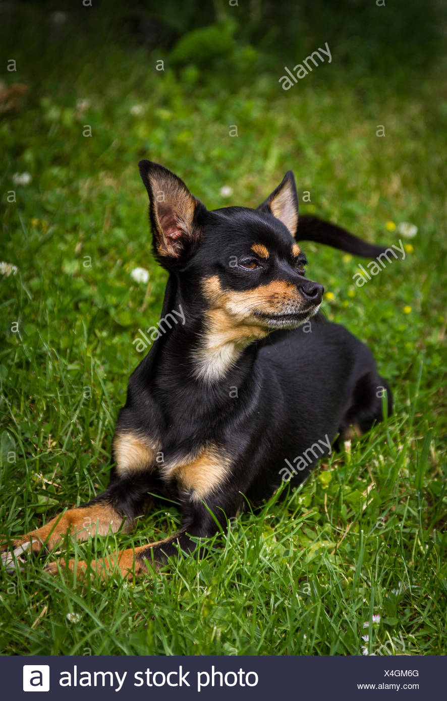 Prager Rattler High Resolution Stock Photography and Images - Alamy