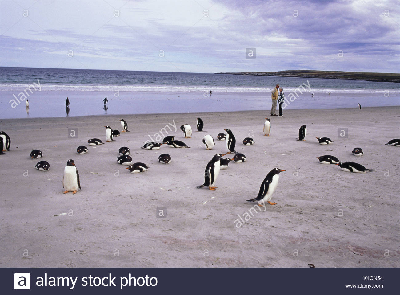 Bluff Cove Falkland Islands High Resolution Stock Photography and ...