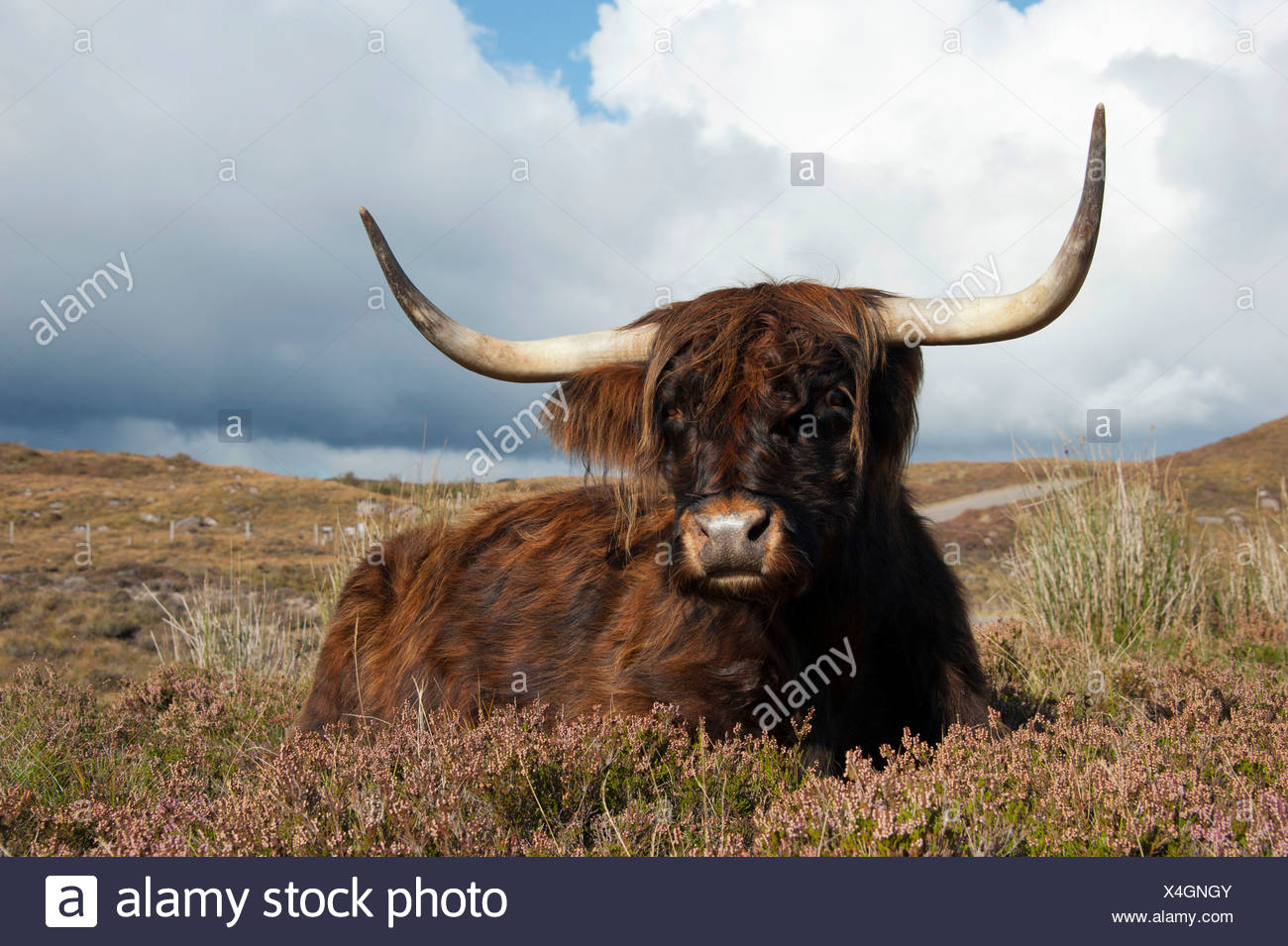 Galloway Cattle Scotland United Kingdom Stock Photos & Galloway Cattle ...